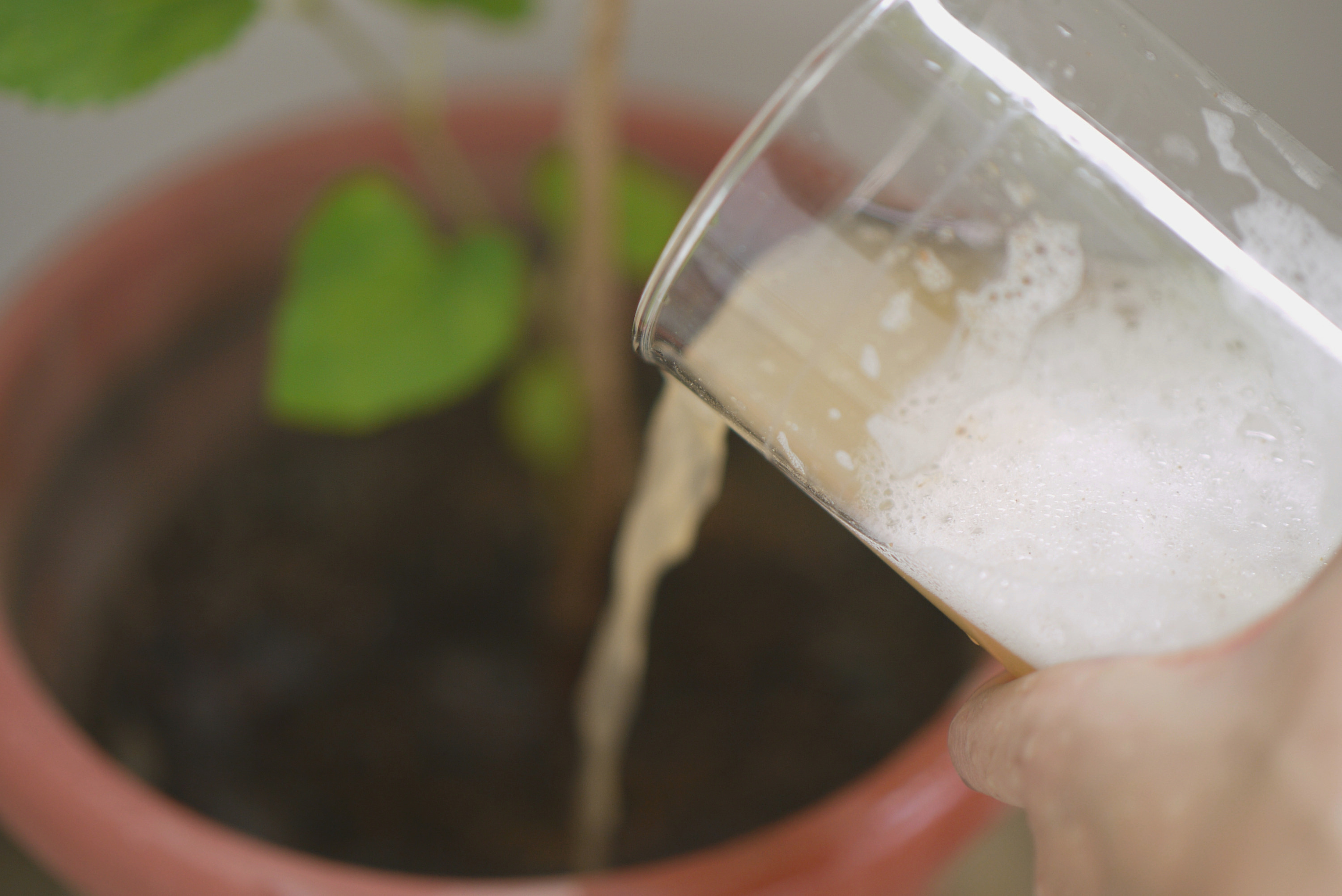 Tea Seed/ Camellia Seed Powder, 5 More Ways – MONO and CO